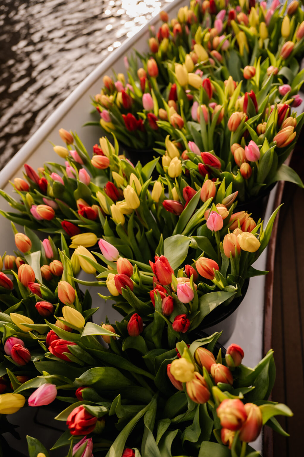 Tulip Day in the Netherlands | Pure Boats